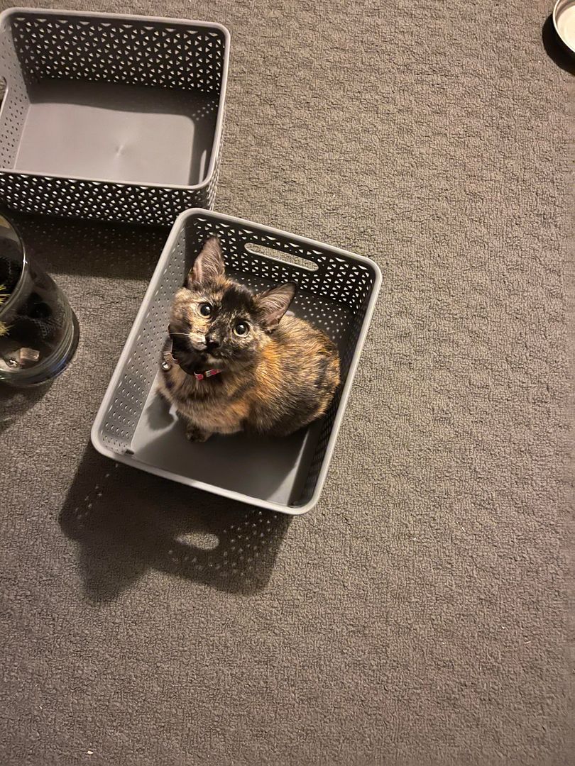 I told my mom I’d find use for these baskets. Honey has definitely found use for them. | Scrolller