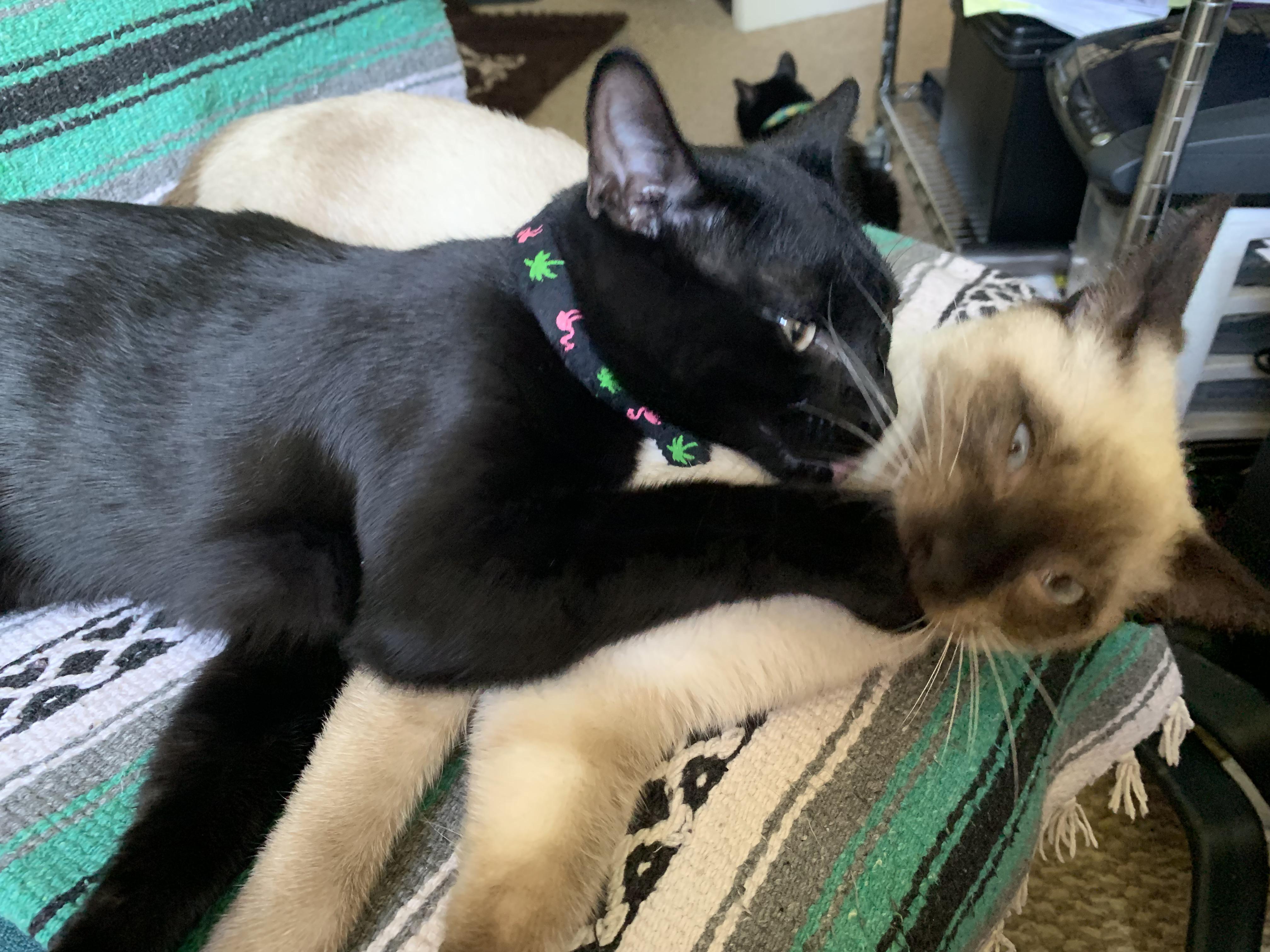 I told you “slap me again and I’ll bite your paw!” | Scrolller