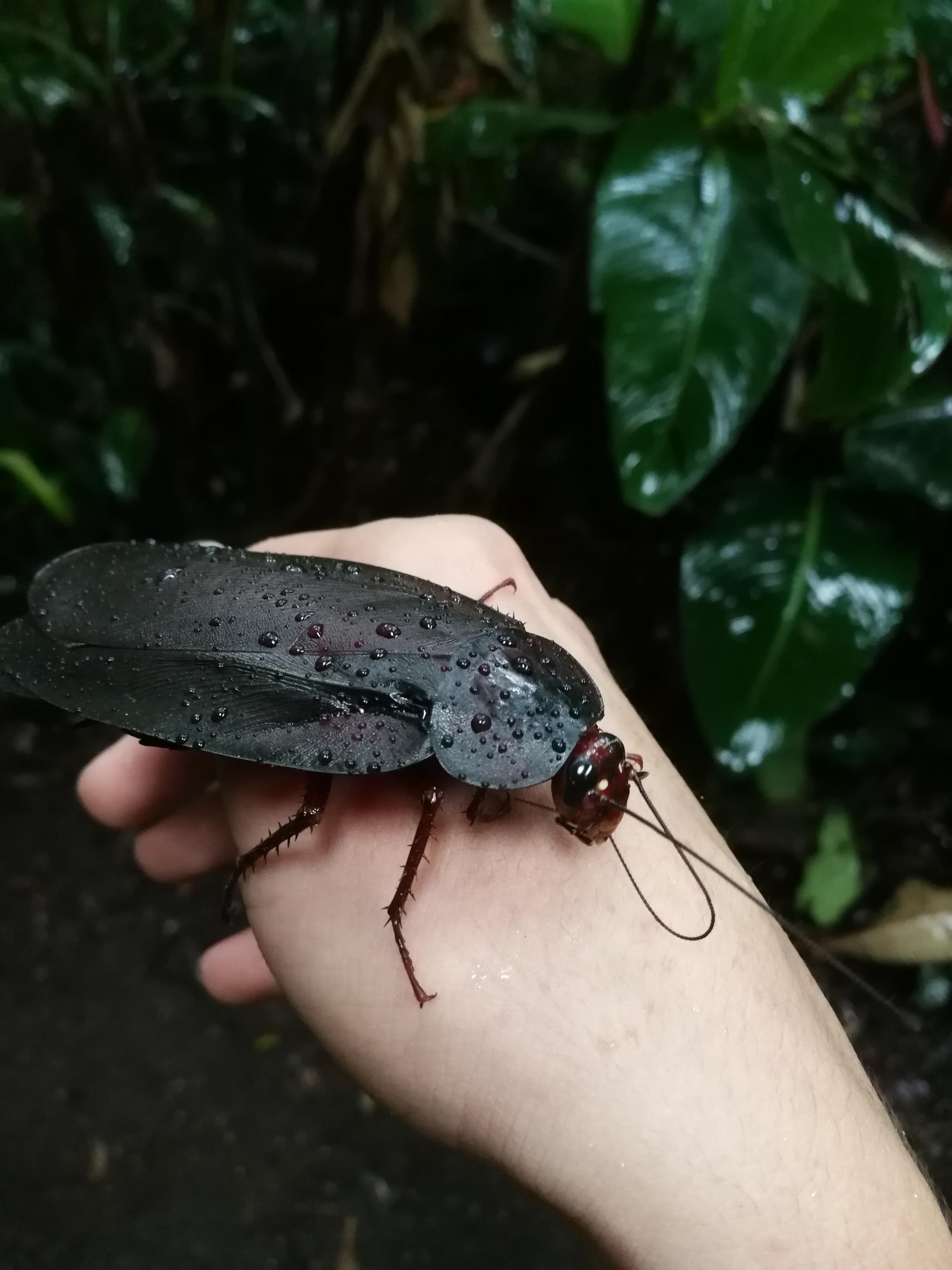 I used to be scared of roaches as a kid. Now I even find these guys cute | Scrolller