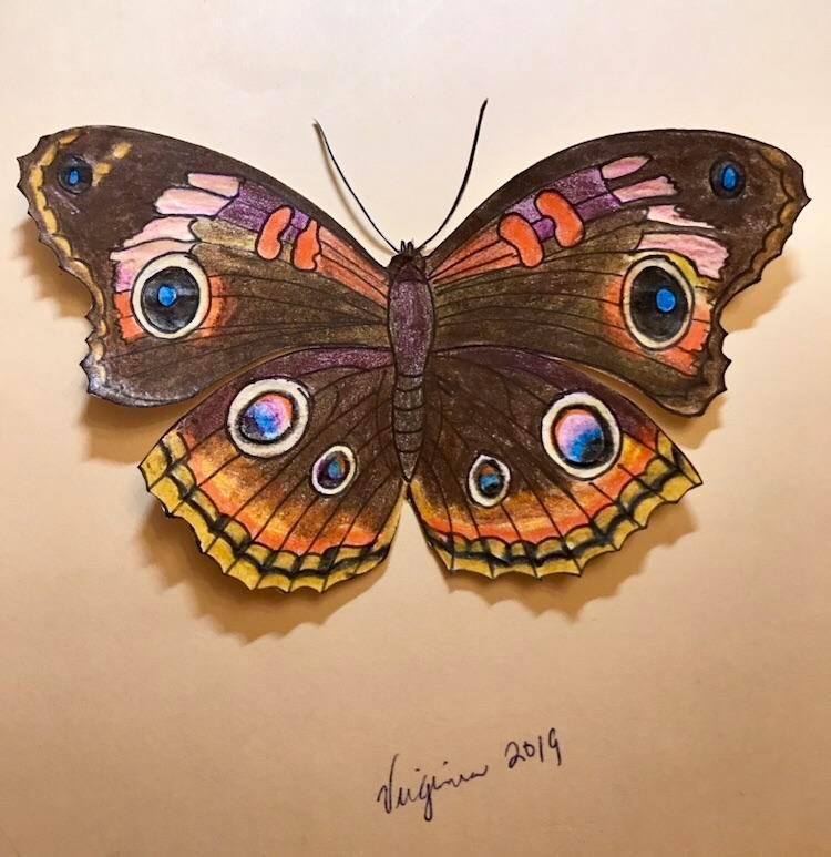 I wanted to catch a Junonia Coenia (aka common Buckeye) without hurting it, so I drew one for ...