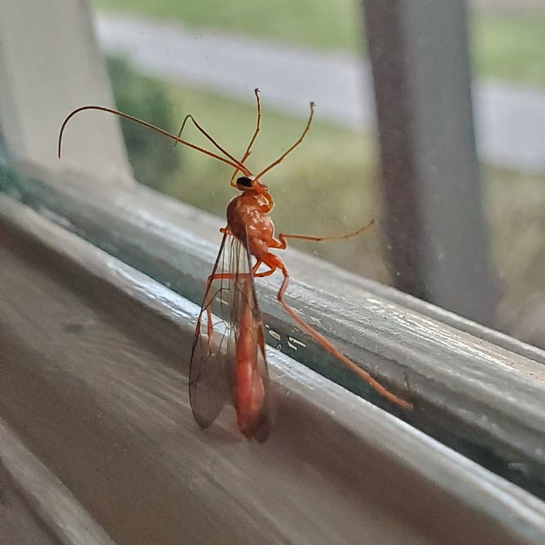 Ichneumon wasp peering out my apartment building window | Scrolller