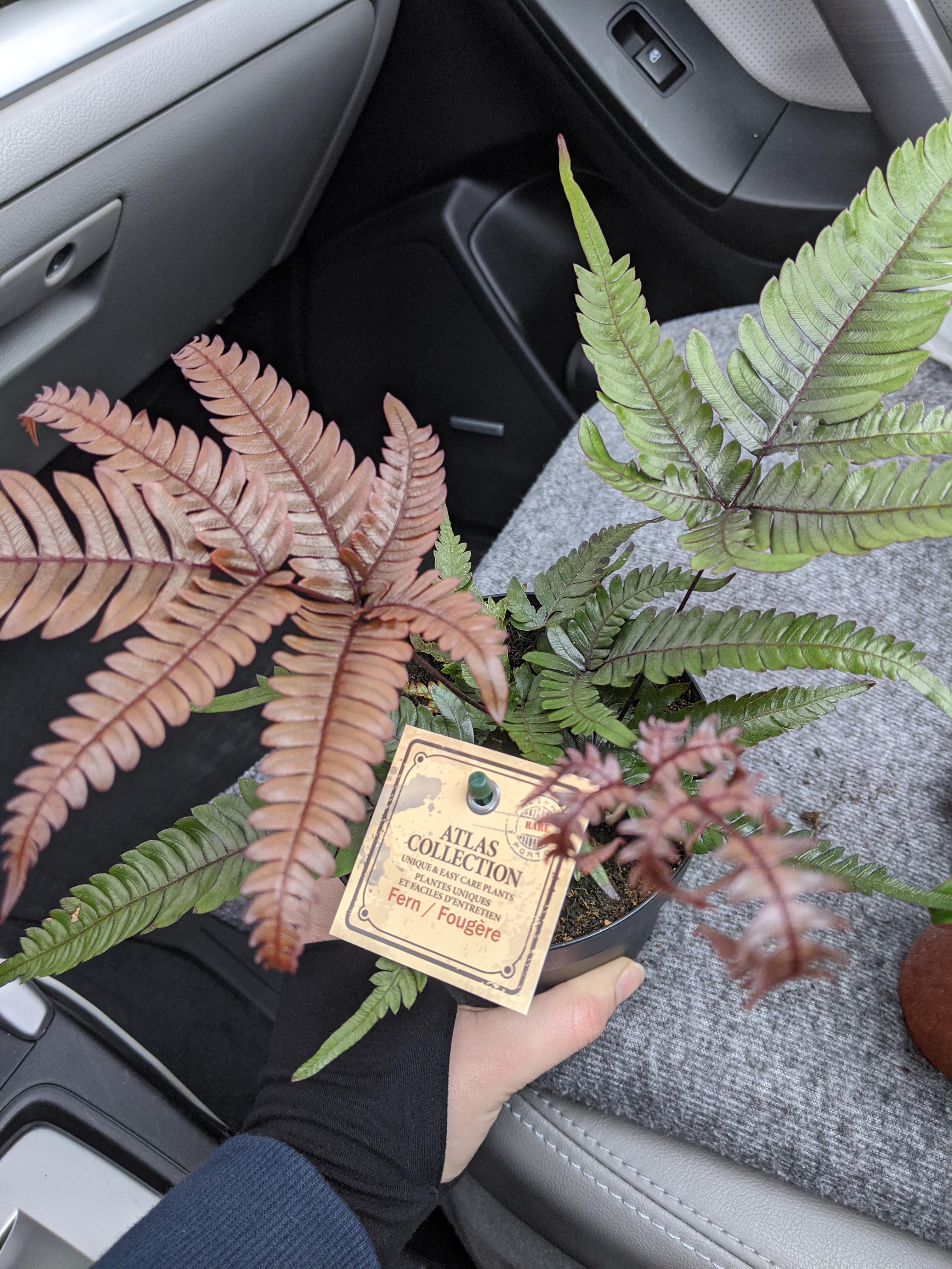 ID and care tips? Info in comments.. | Scrolller