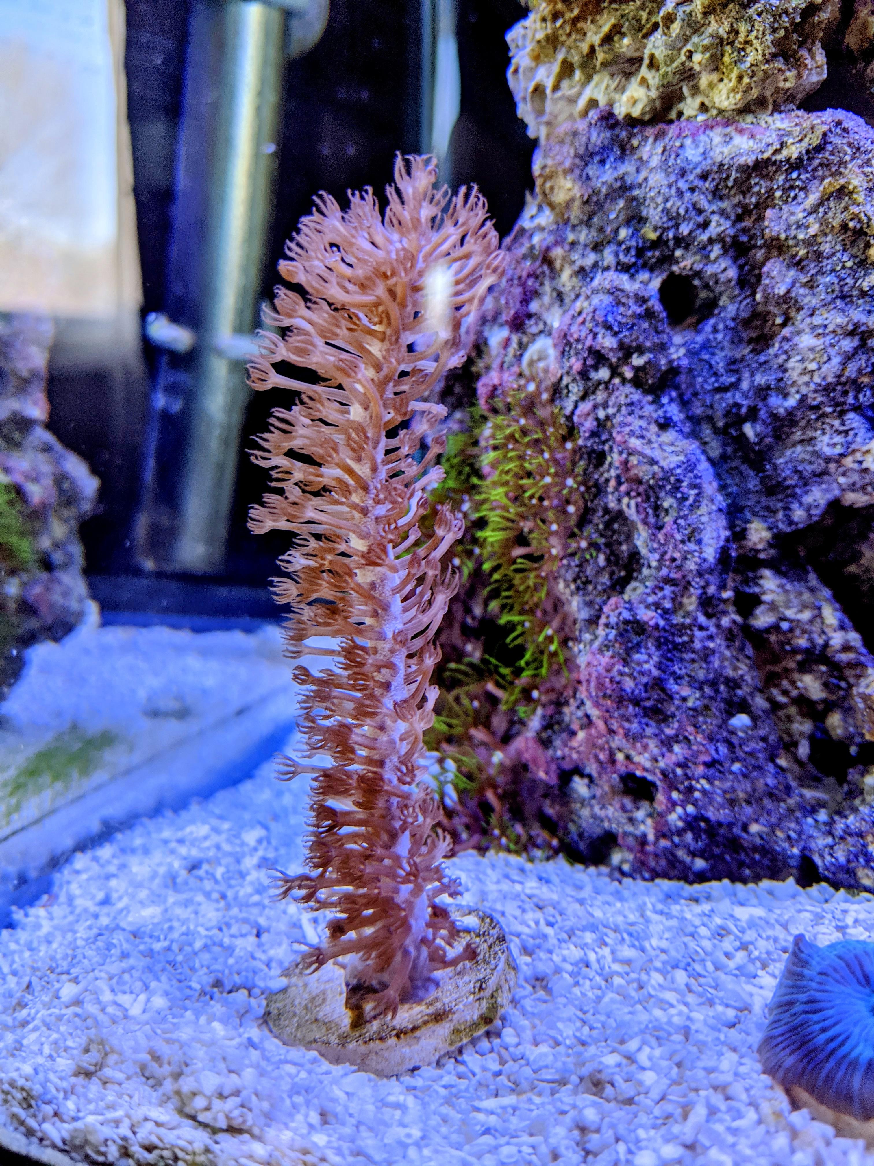 Id help. Is this a gorgonian? | Scrolller