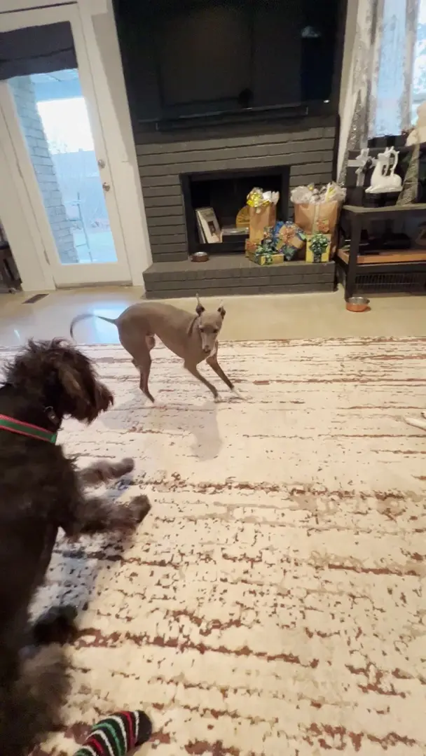 Iggy taps for two friends | Scrolller