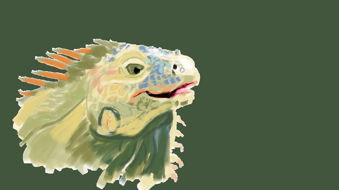 Iguana | Scrolller