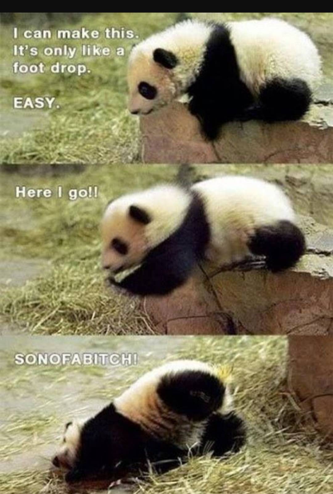 I'm a Panda | Scrolller