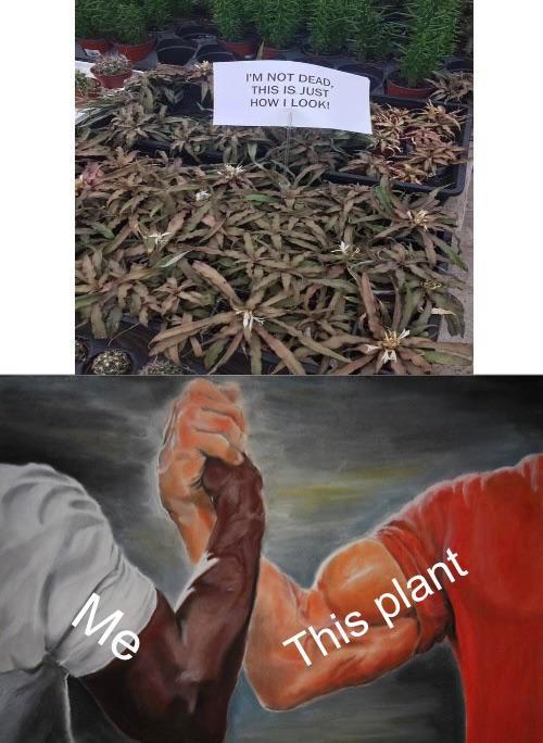 Im dead Inside | Scrolller