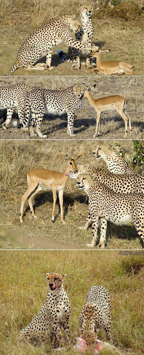 Impala befriends cheetahs | Scrolller