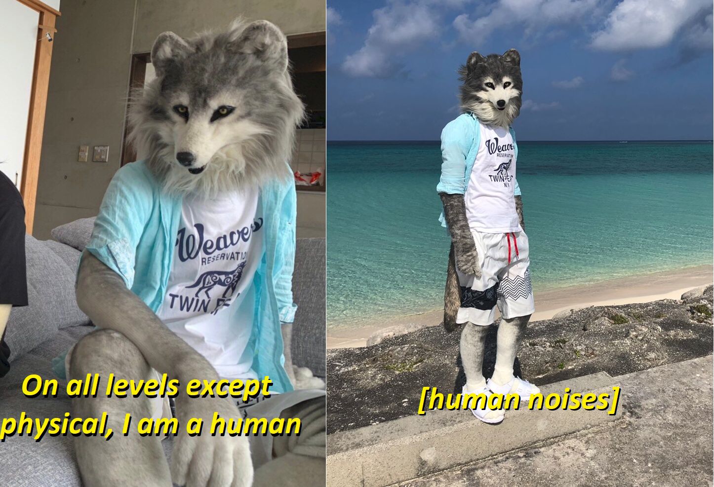 fursed_timeline | Scrolller