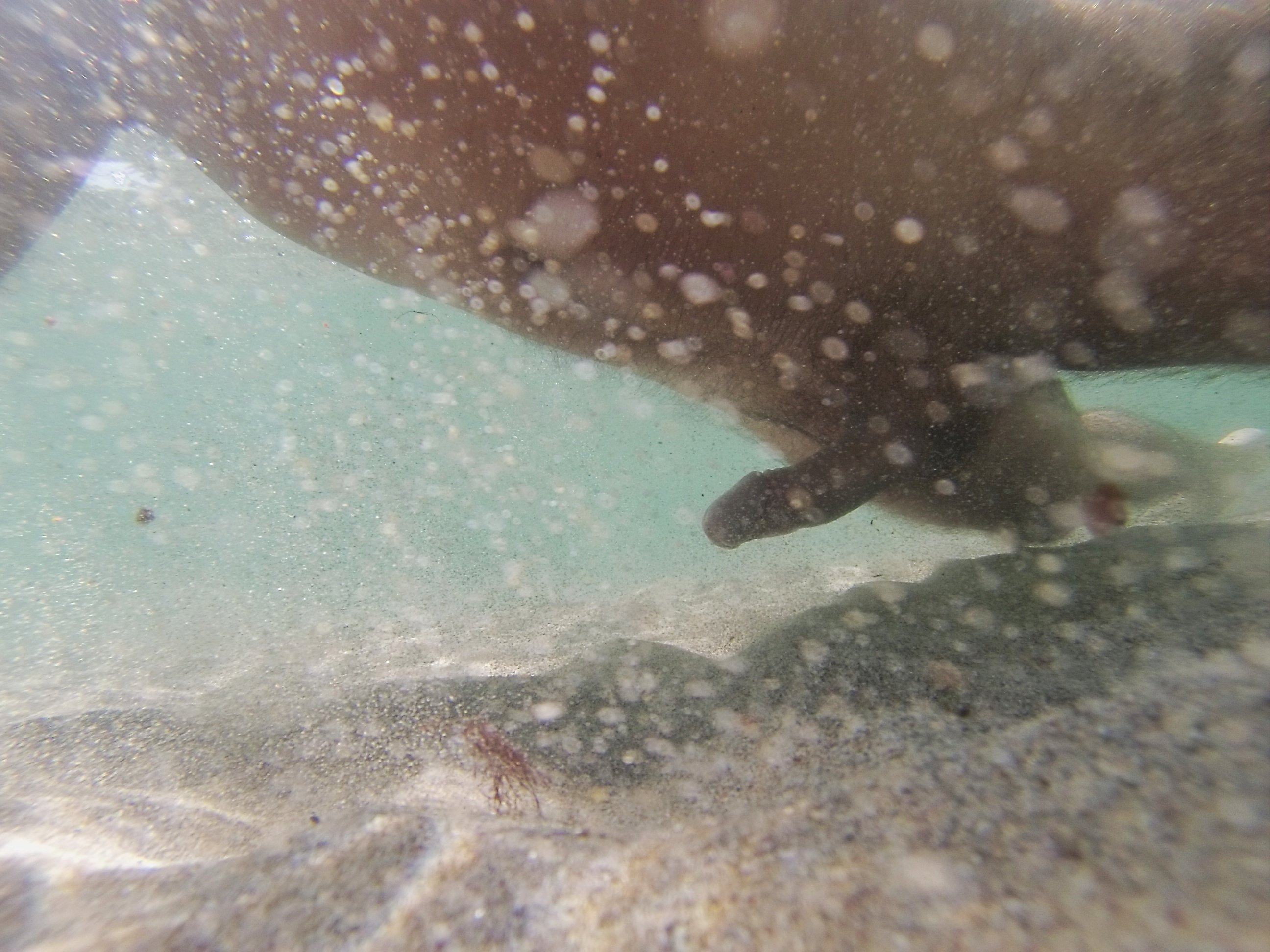 In one with nature. Hard erection... underwater. 🌊 | Scrolller