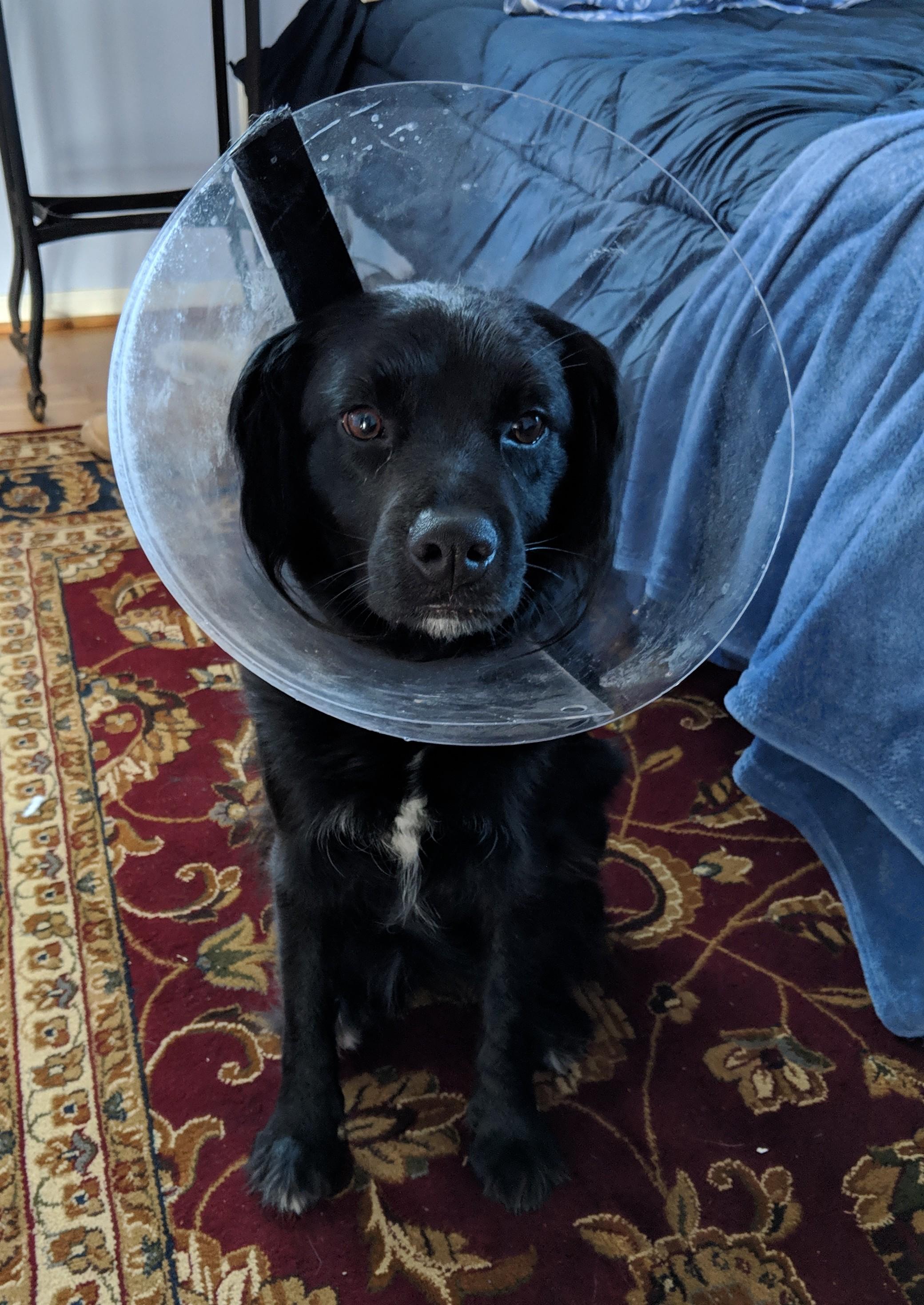 Incessantly licking? SHAME. SHAME. SHAME. | Scrolller