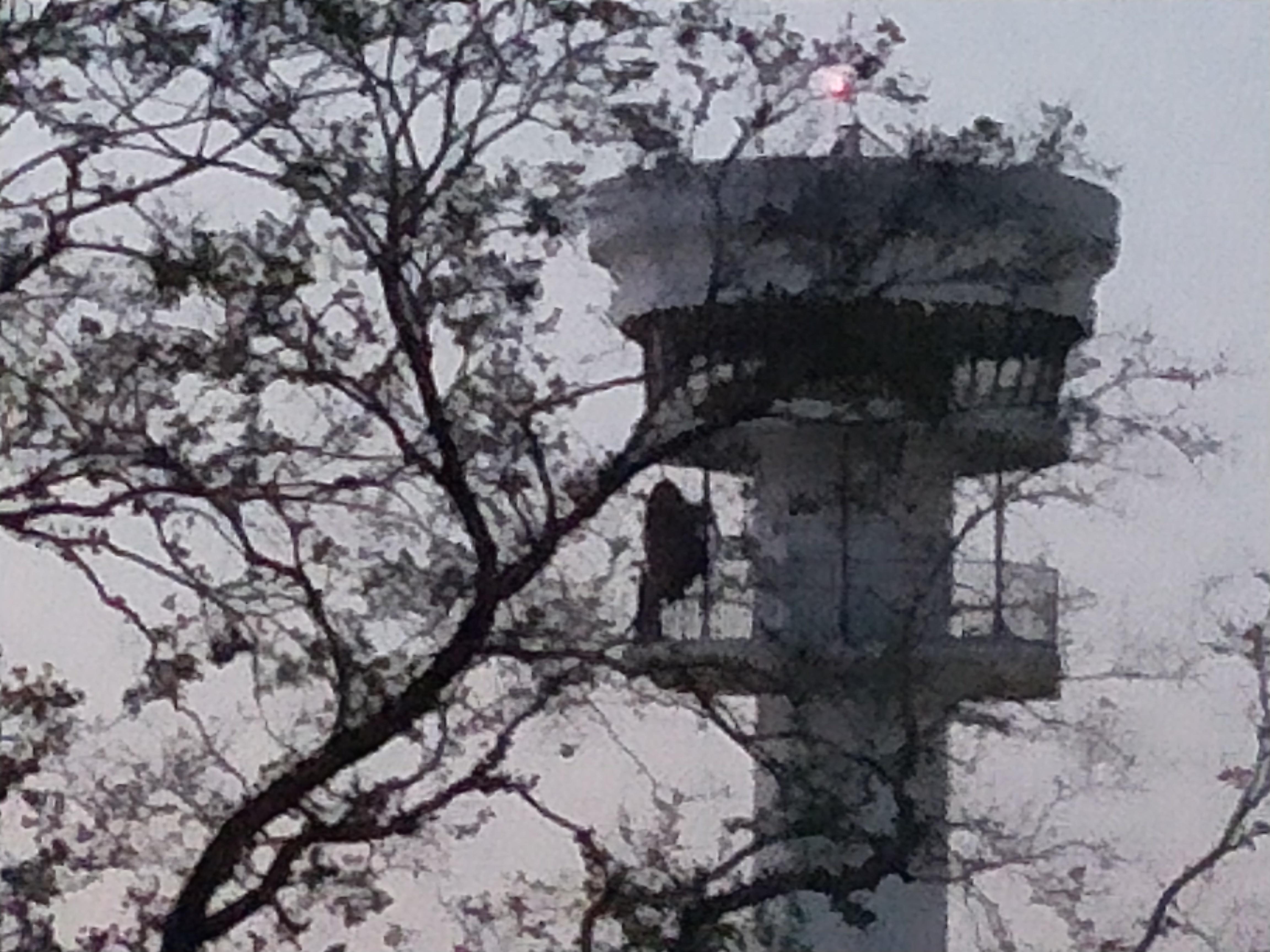 Indian Moth man!? | Scrolller