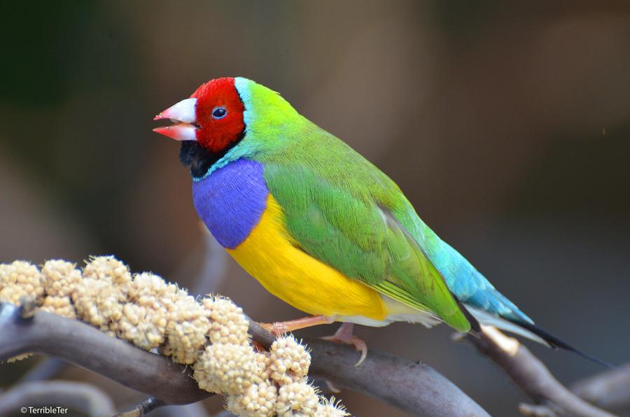 Indian Pitta Bird | Scrolller