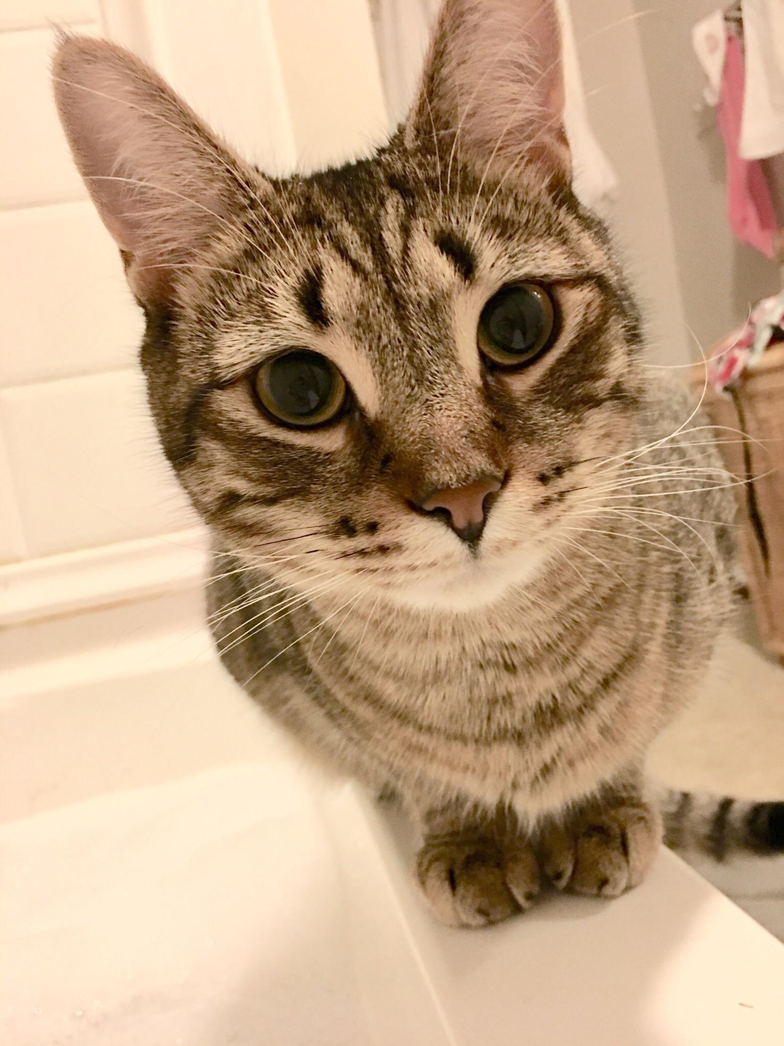 Inquisitive bath-time loaf | Scrolller