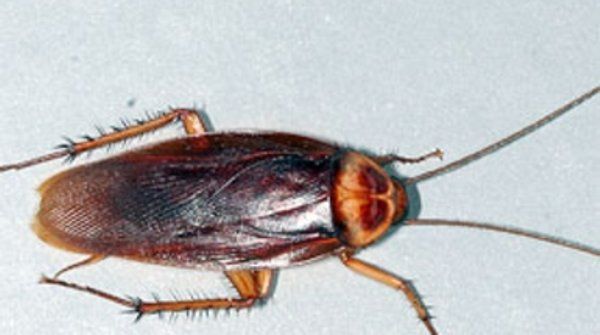 Insane Cockroach | Scrolller