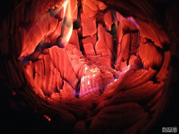 "Inside a burning wooden log" from over on /r/pics [600x450] | Scrolller