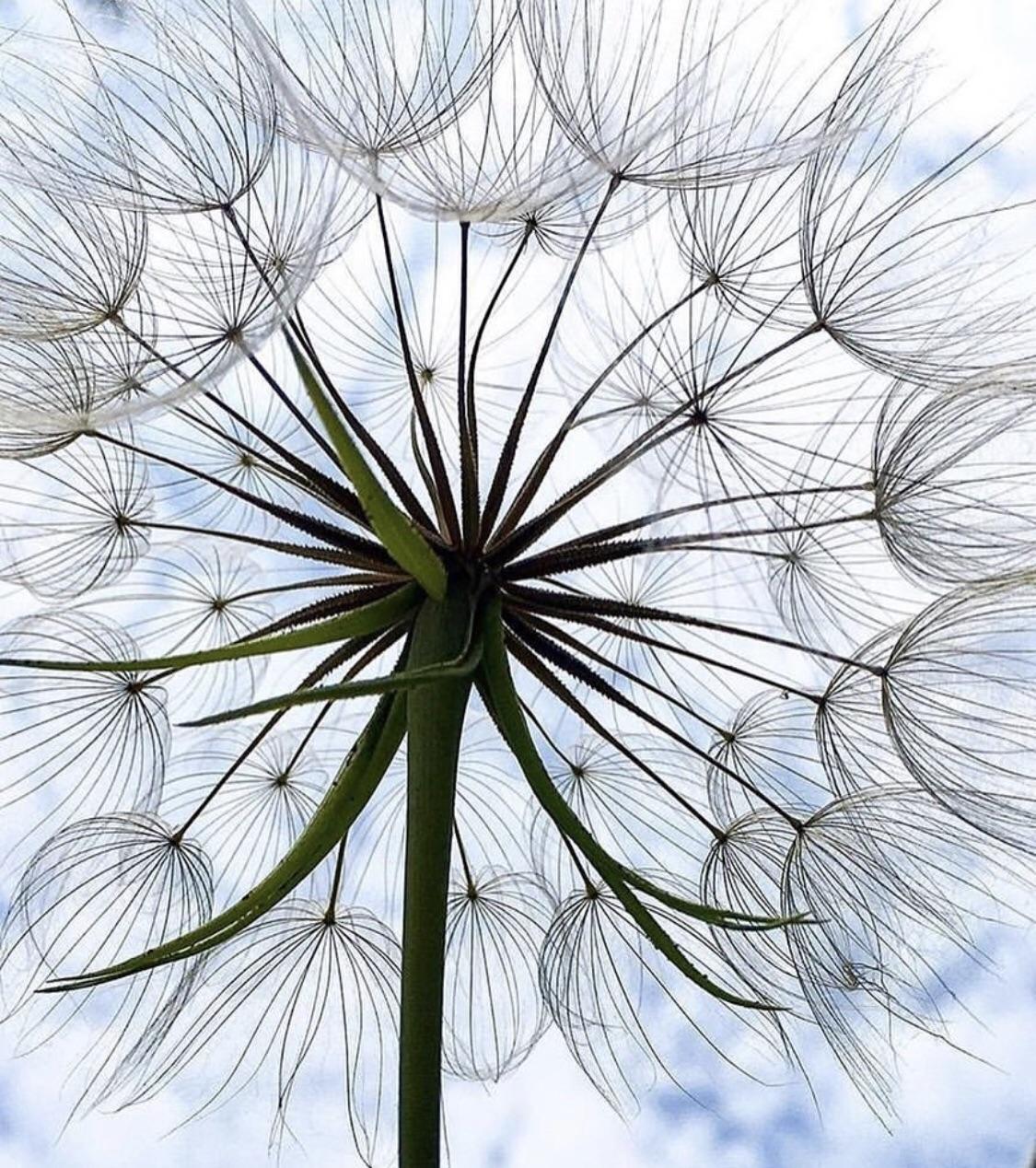 Inside a dandelion | Scrolller