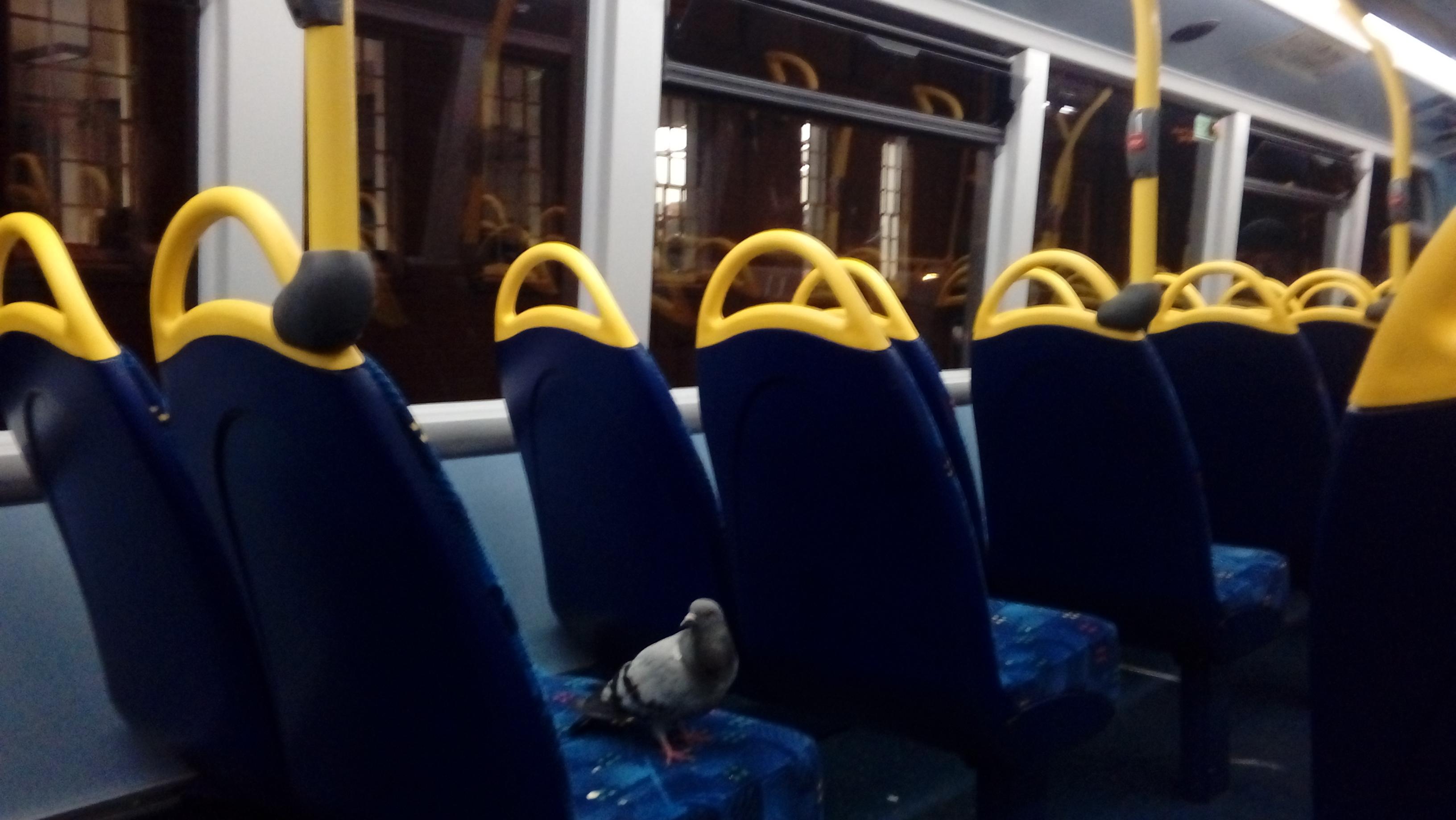 Interesting early commuter... | Scrolller