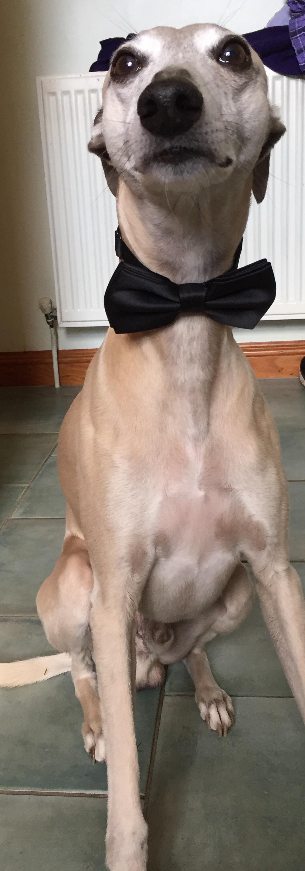 International whippet of mystery | Scrolller