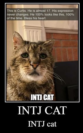 INTJ cat | Scrolller