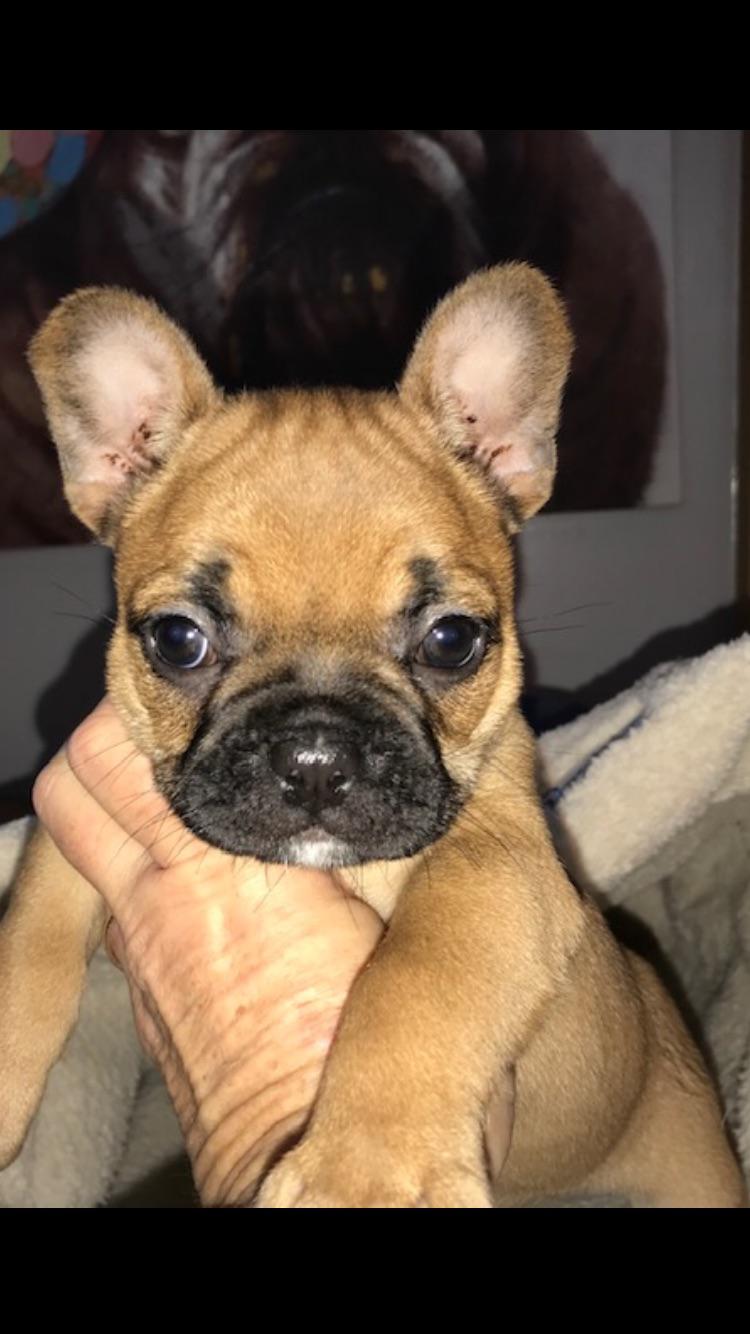 Introducing Bella! So excited to get this Frenchie | Scrolller