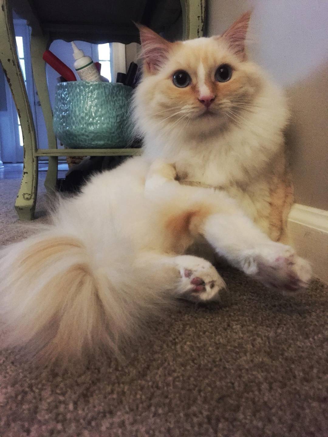 Introducing my rag doll Ralphie (aka Sir Ralphie Bearington of the Flopsalot Clan aka Monkey Bug ...