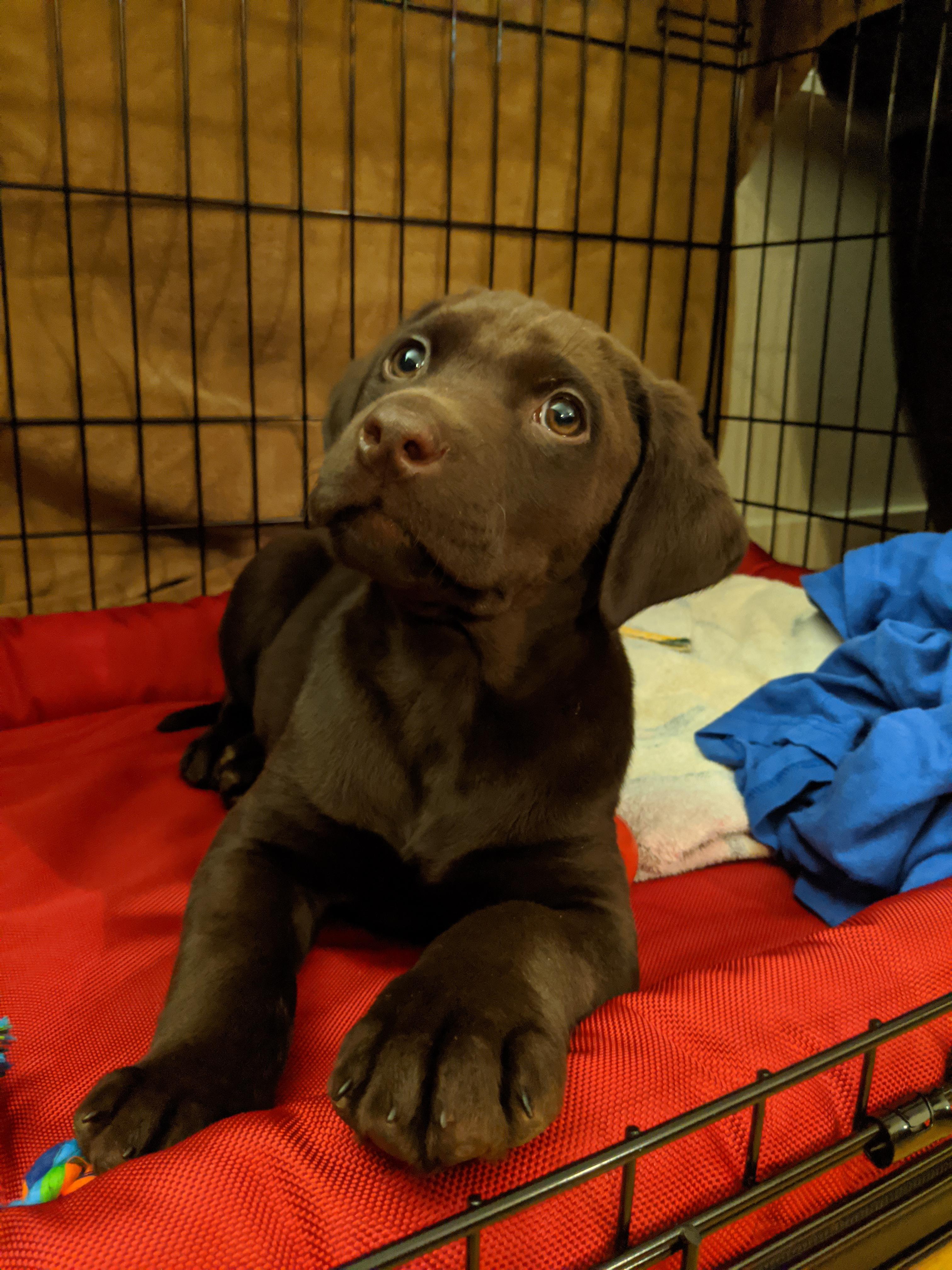 Introducing Whiskey! | Scrolller