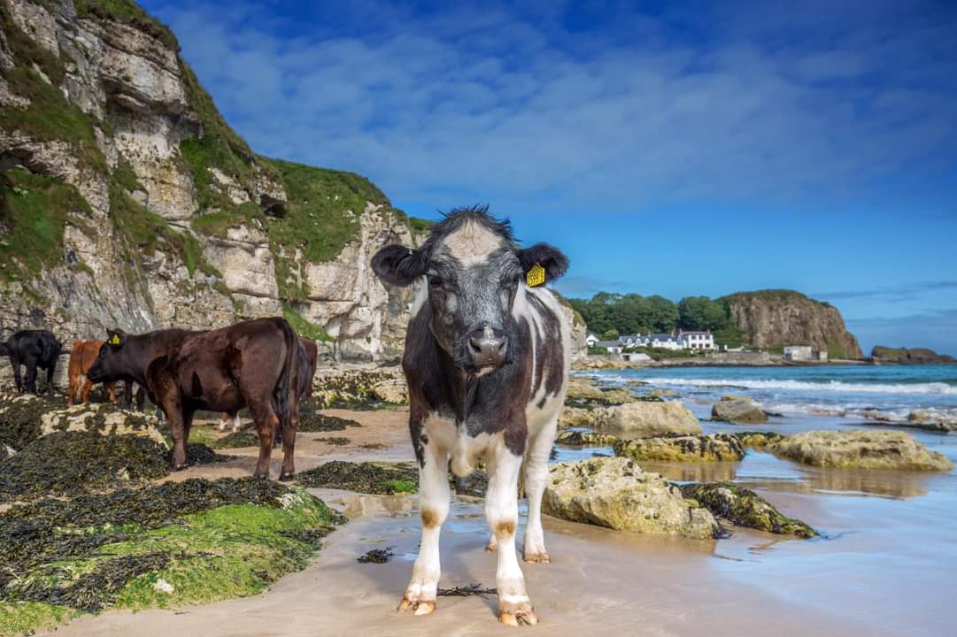 Irish cows | Scrolller