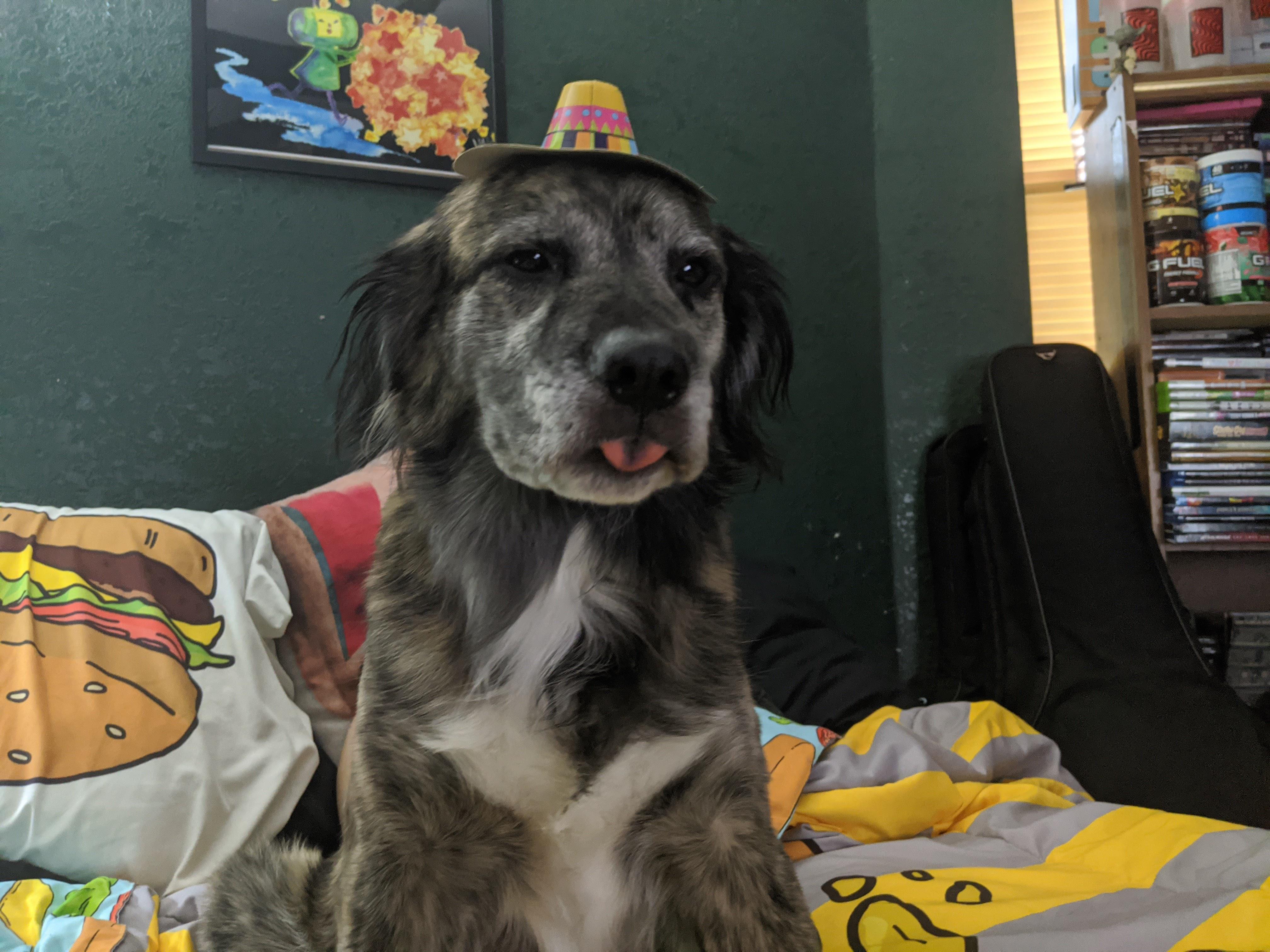 Is Buddy | Scrolller