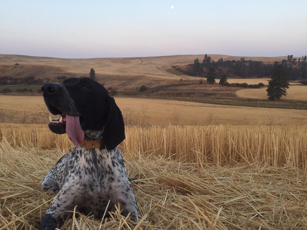 Is my GSP x Springer welcome here? | Scrolller