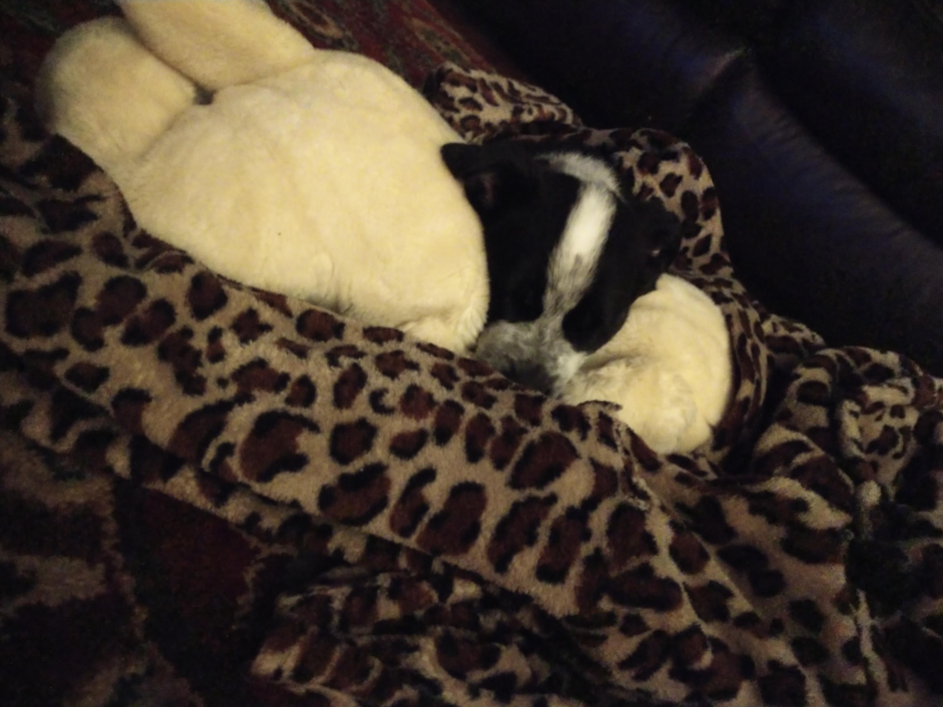 Is my mixed heeler allowed? Shes my first puppy! | Scrolller