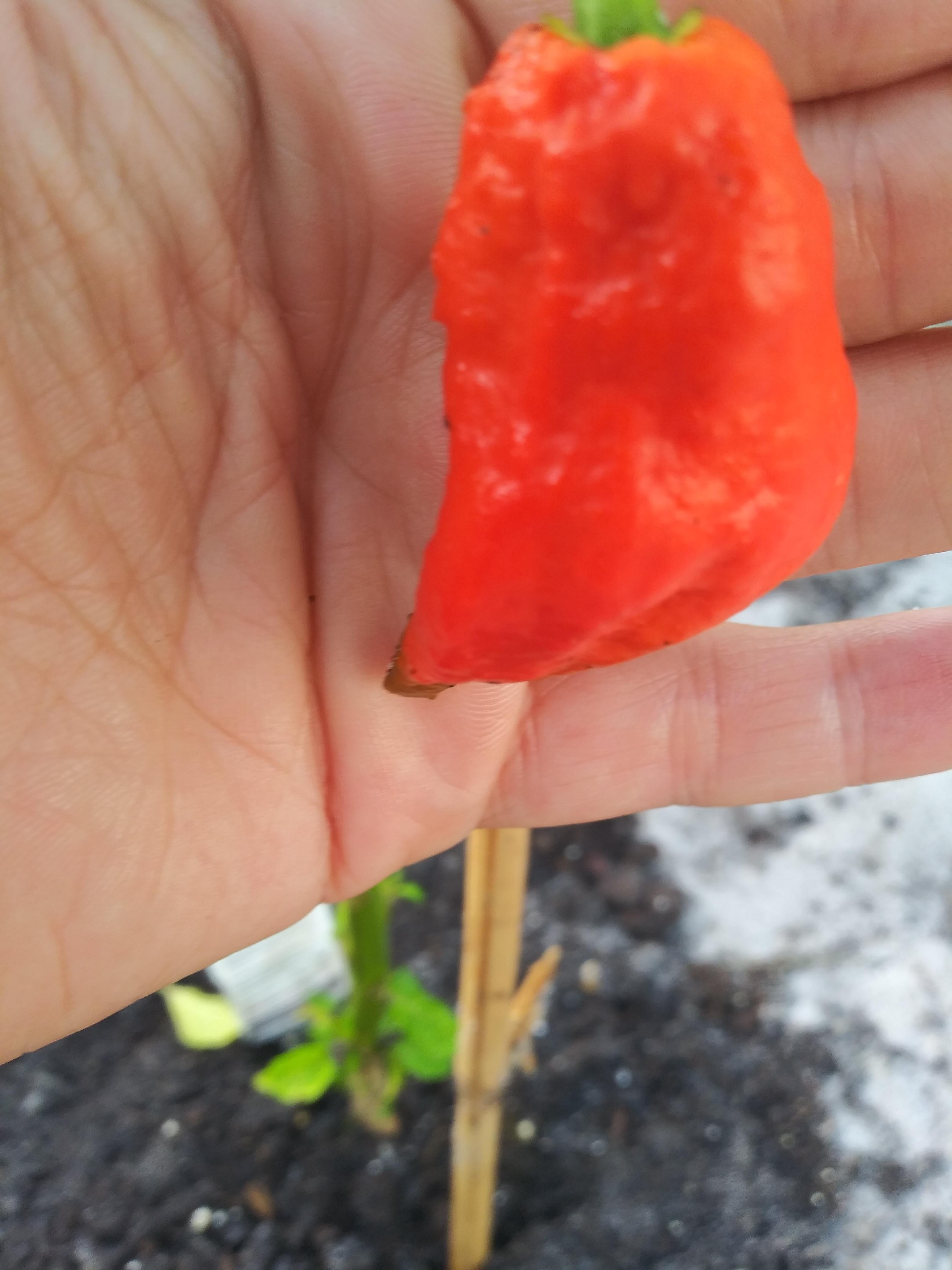 Is she ready? This is my first ghost pepper | Scrolller