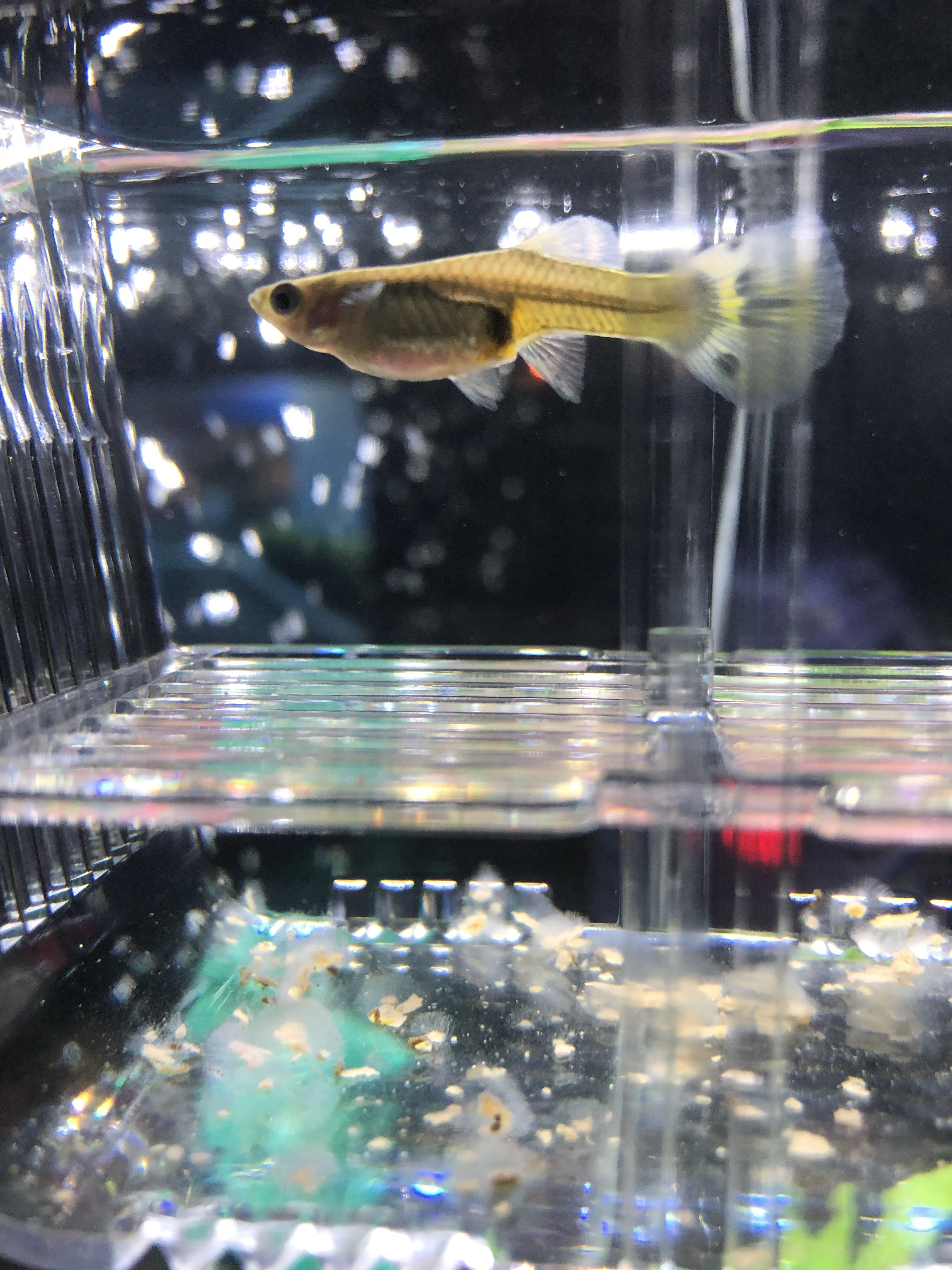 Is the guppy pregnant? | Scrolller