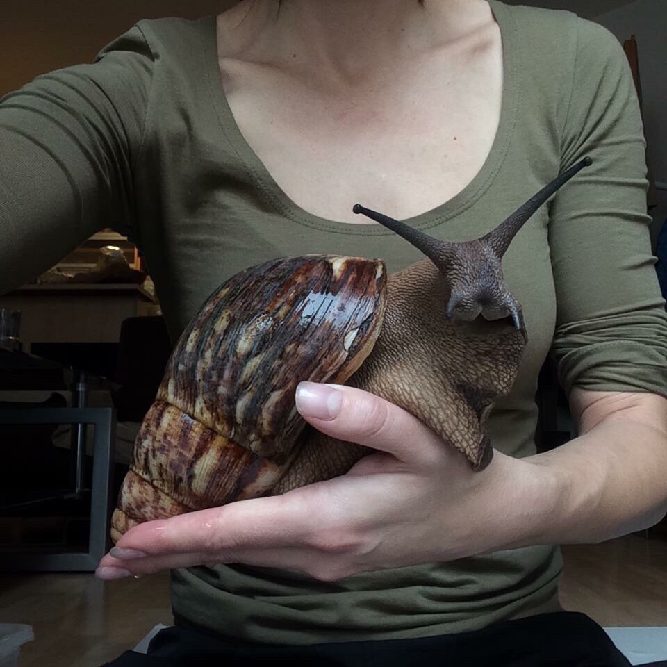 Is this a real snail or is it a photoshopped rabbit? | Scrolller
