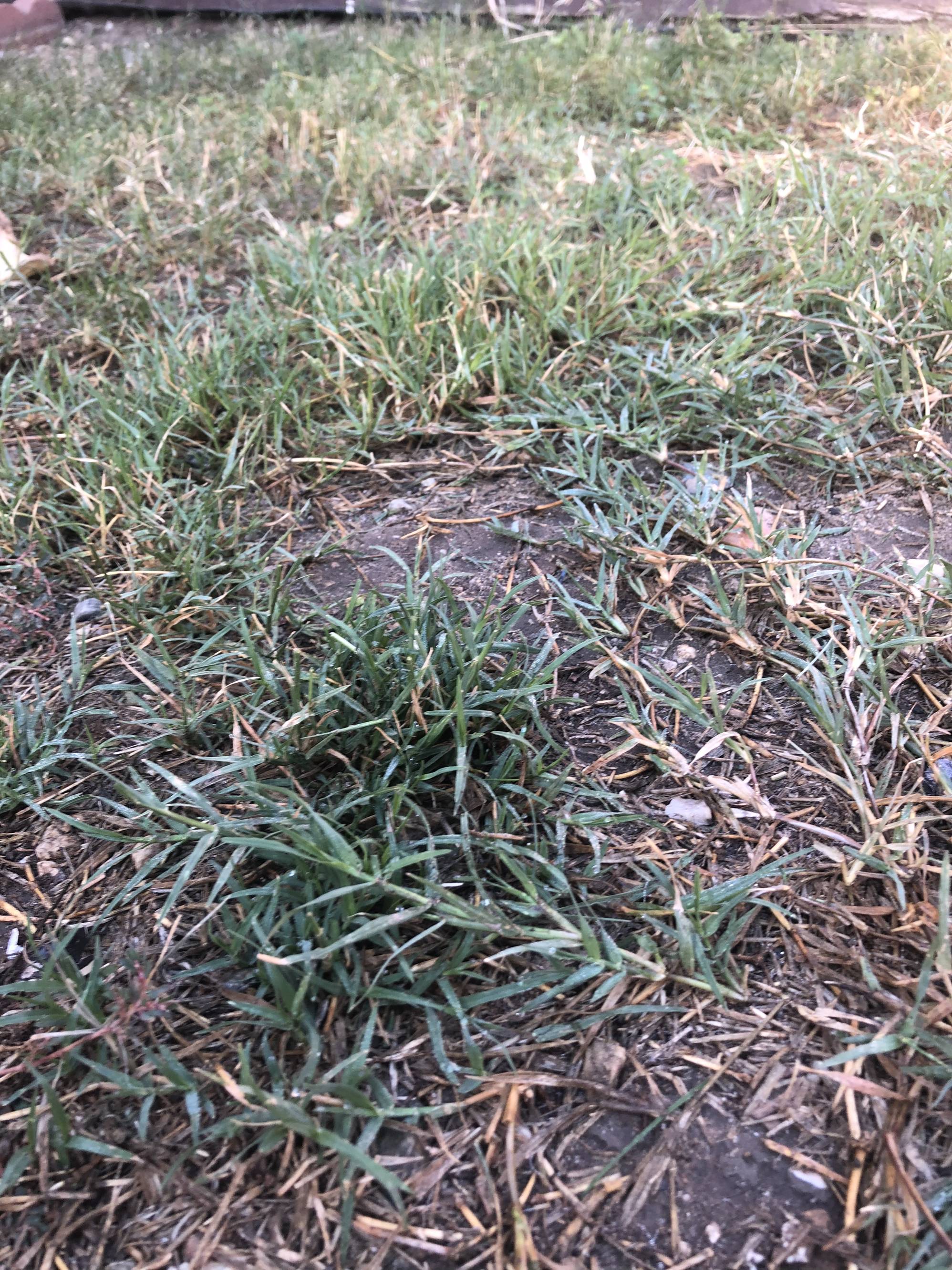 Is this grass? I watered it after summer & it turned green | Scrolller