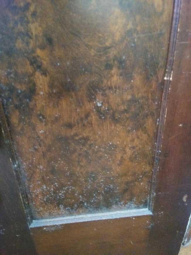 Is this mold? | Scrolller