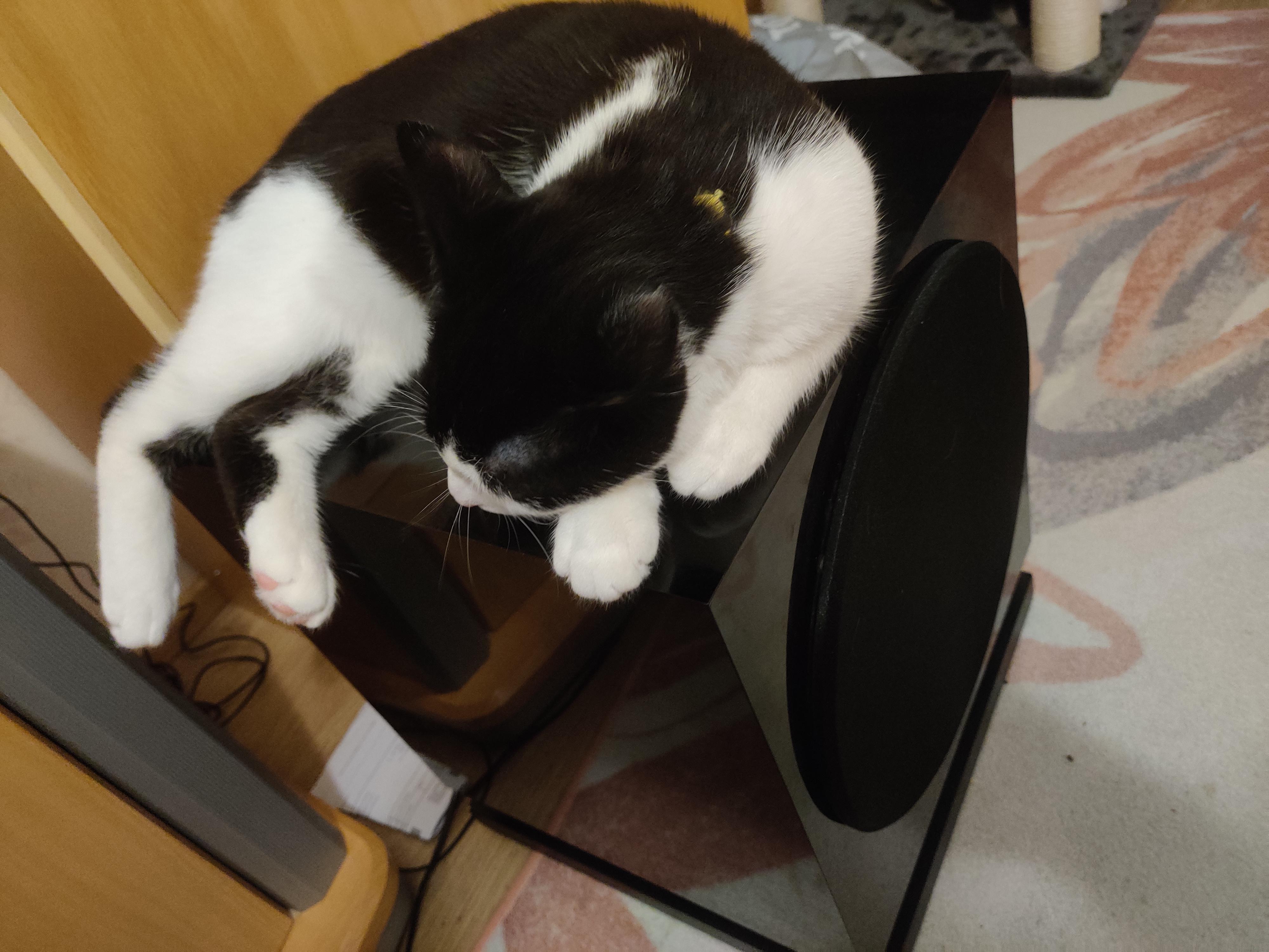 It refuses to play sound but it sure can trap cats | Scrolller