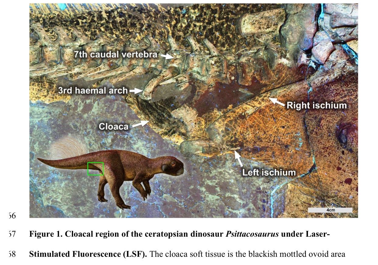 It’s a dinosaur butthole. (Not peer reviewed) | Scrolller