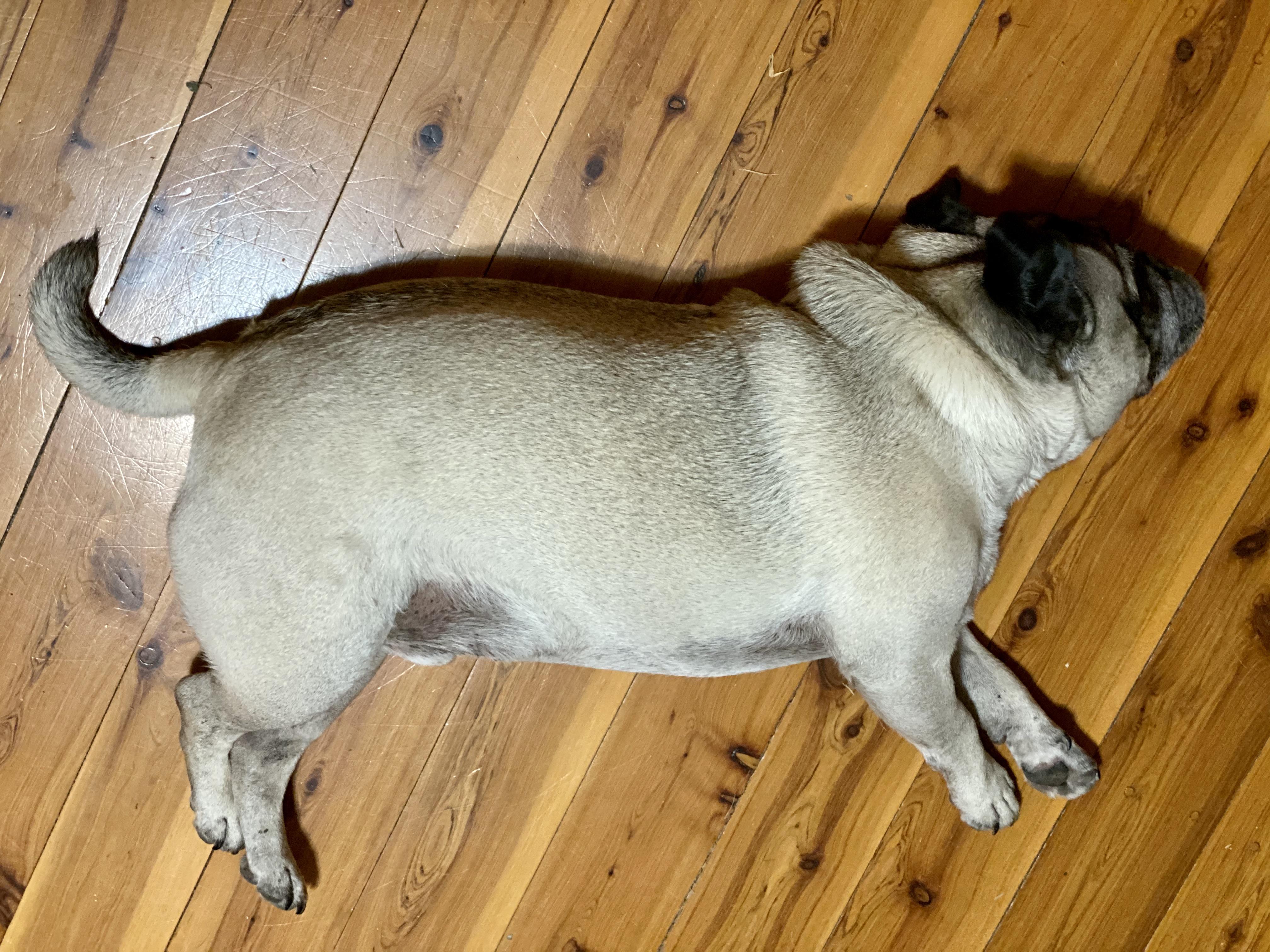 It’s a hard life being a pug | Scrolller