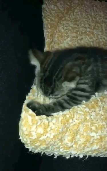 It’s so FLUFFY! | Scrolller