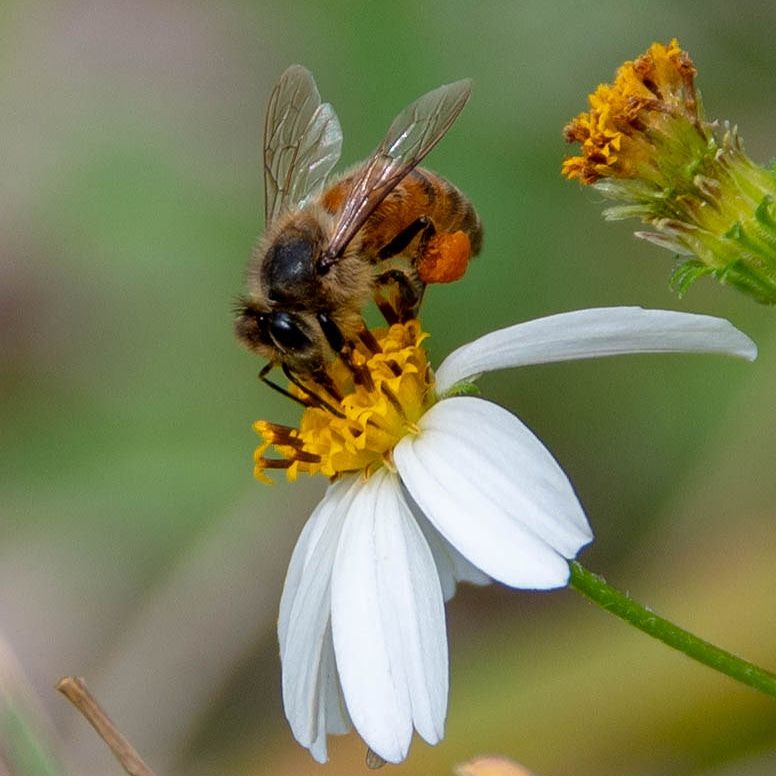 ITAP of a bee pollinating in my backyard | Scrolller
