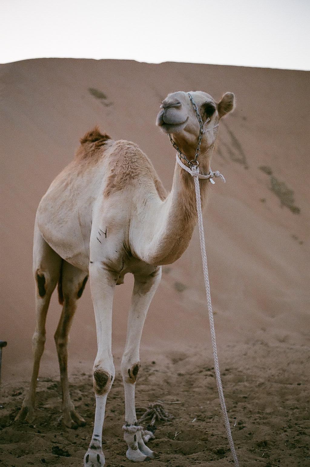 ITAP of a Camel | Scrolller