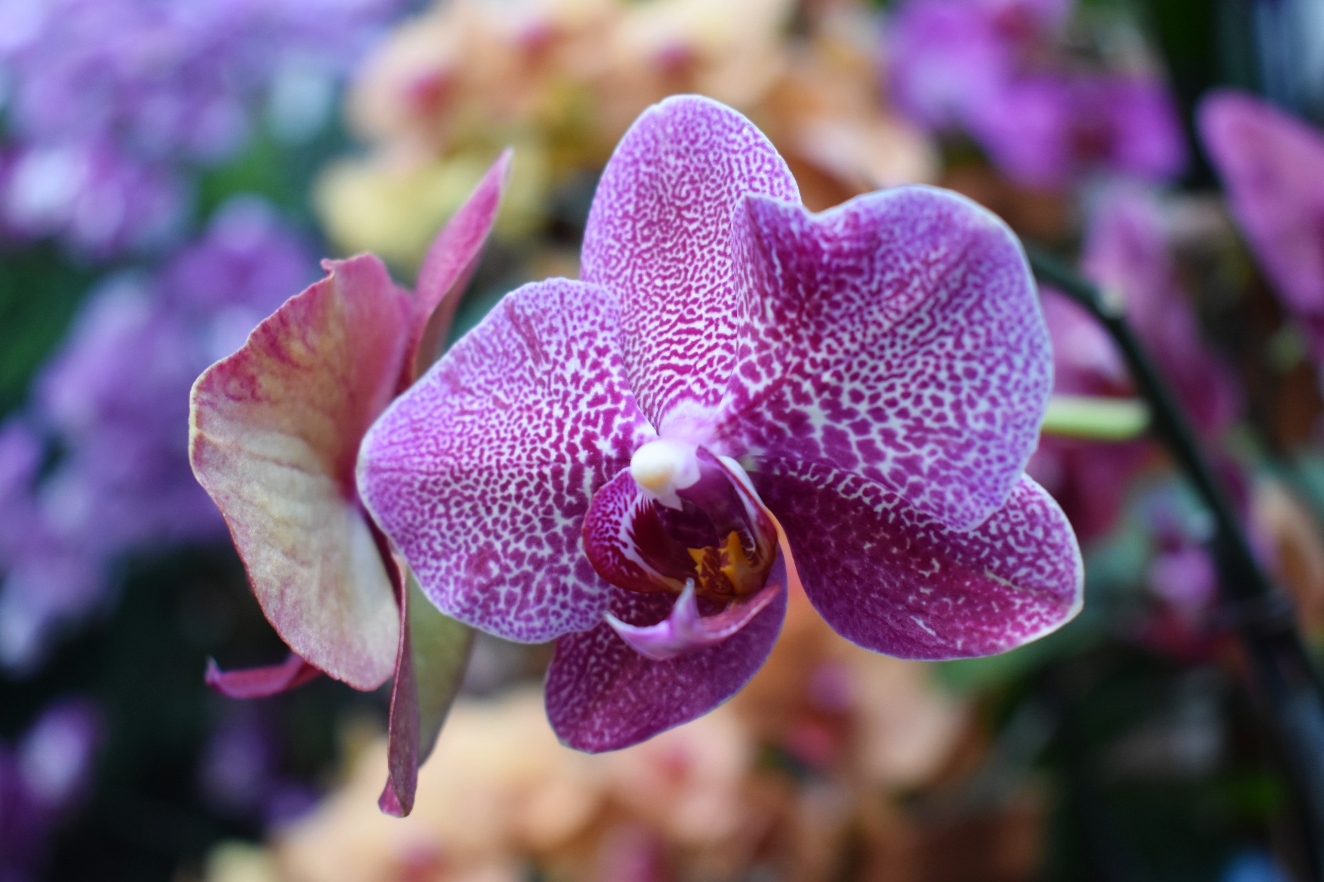 ITAP of an orchid | Scrolller