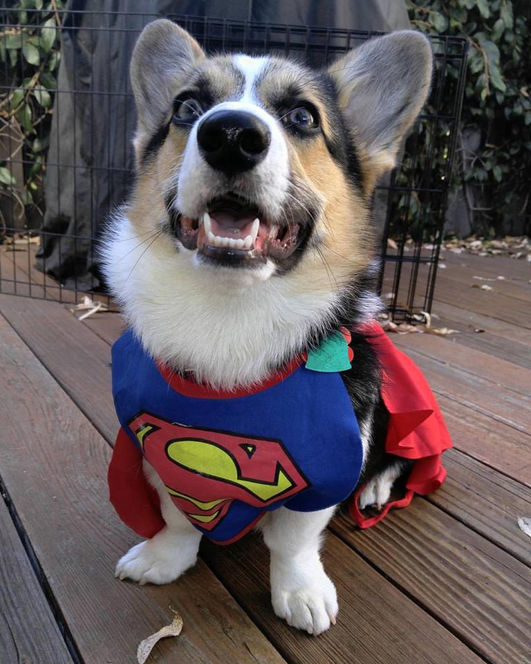 It's a bird. No, it's a plane. No, it's Super Corgi! | Scrolller