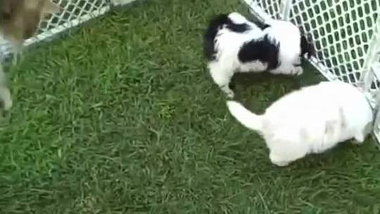 Put him in the torture pit | Scrolller