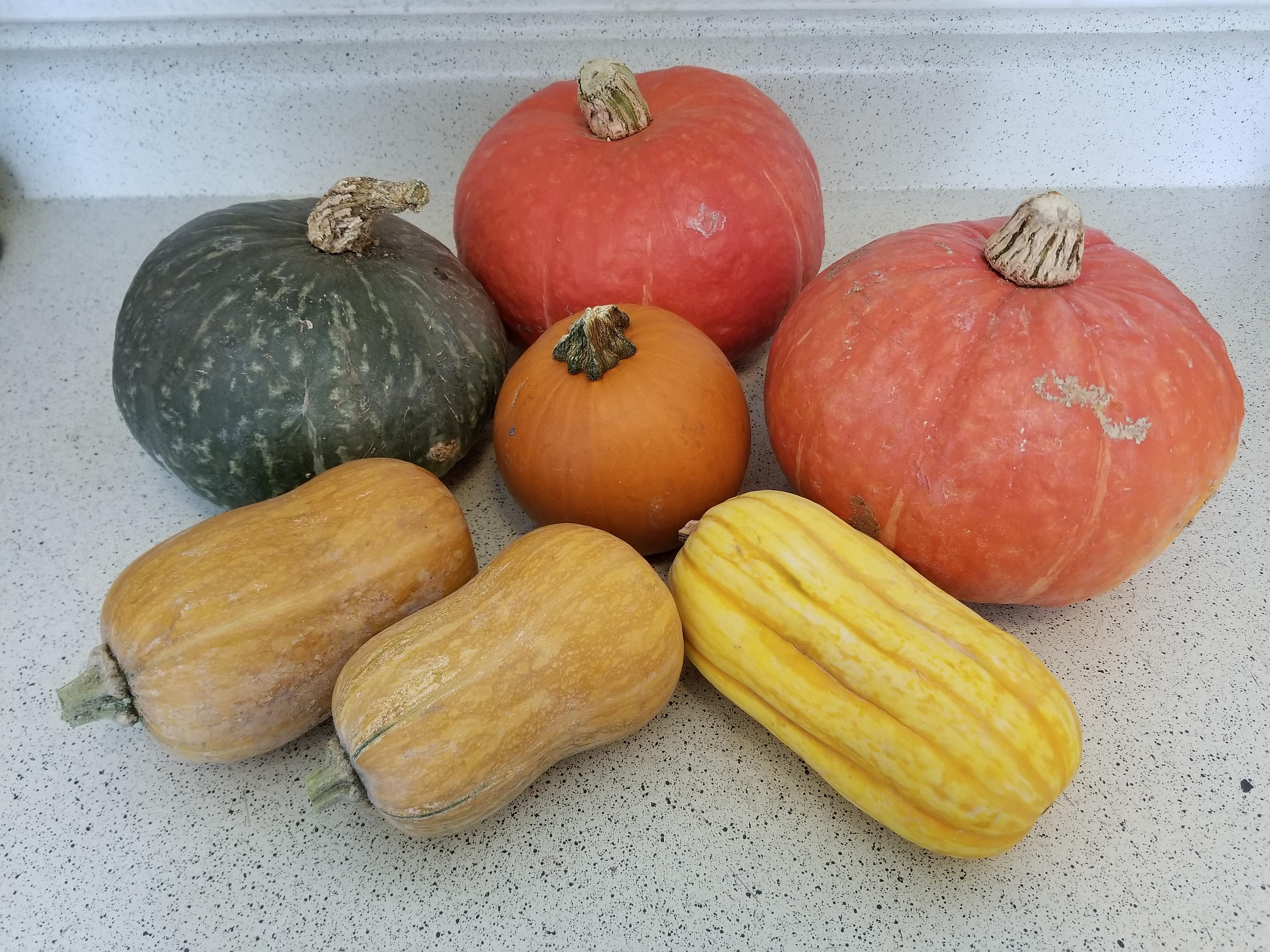 It's Fall! Here's my small stash of winter squash! | Scrolller