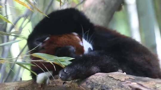 Its Hard to Be So Fluffy | Scrolller