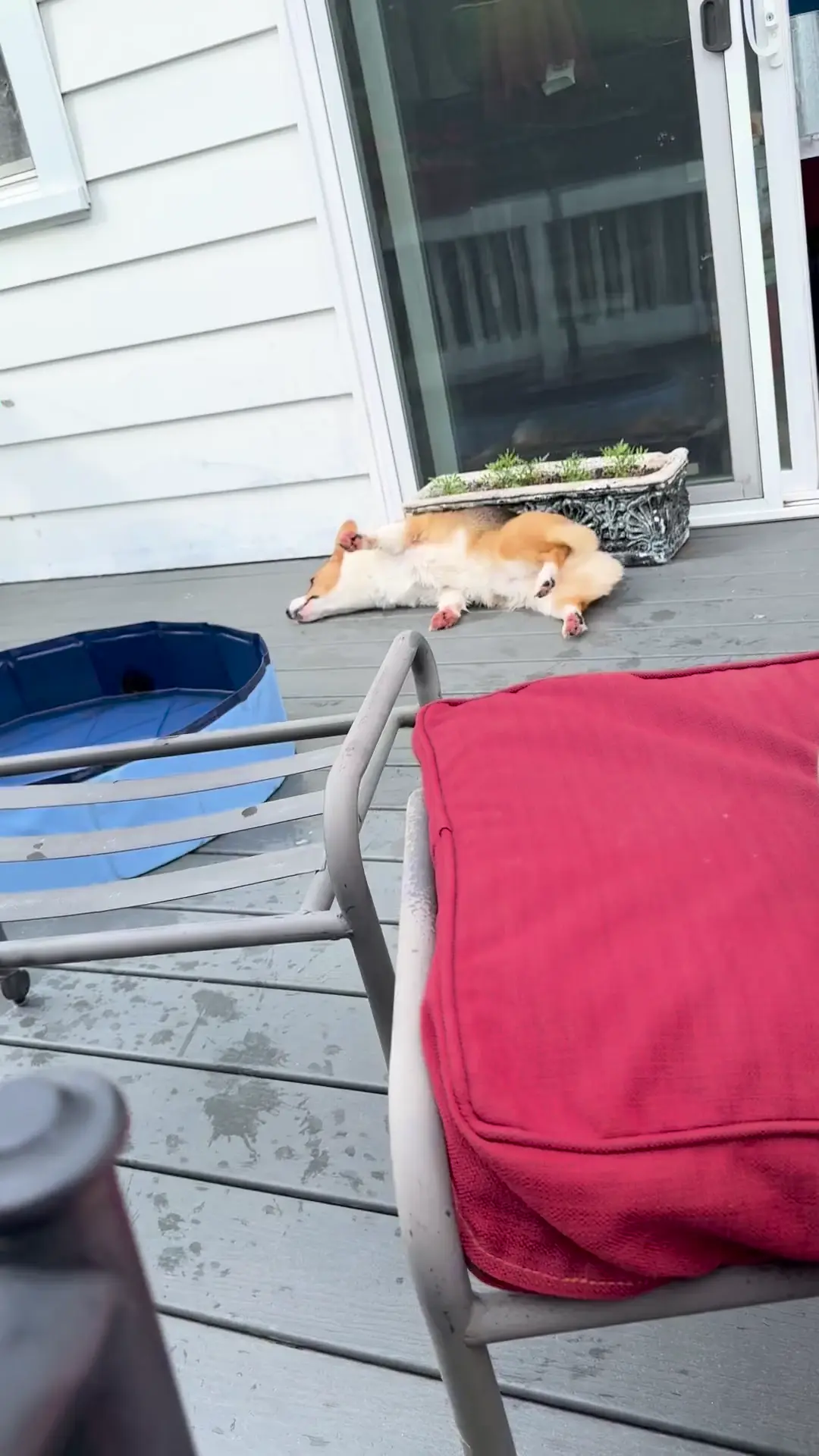 It's International Corgi Day! Enjoy Maynard doing...whatever this is. | Scrolller