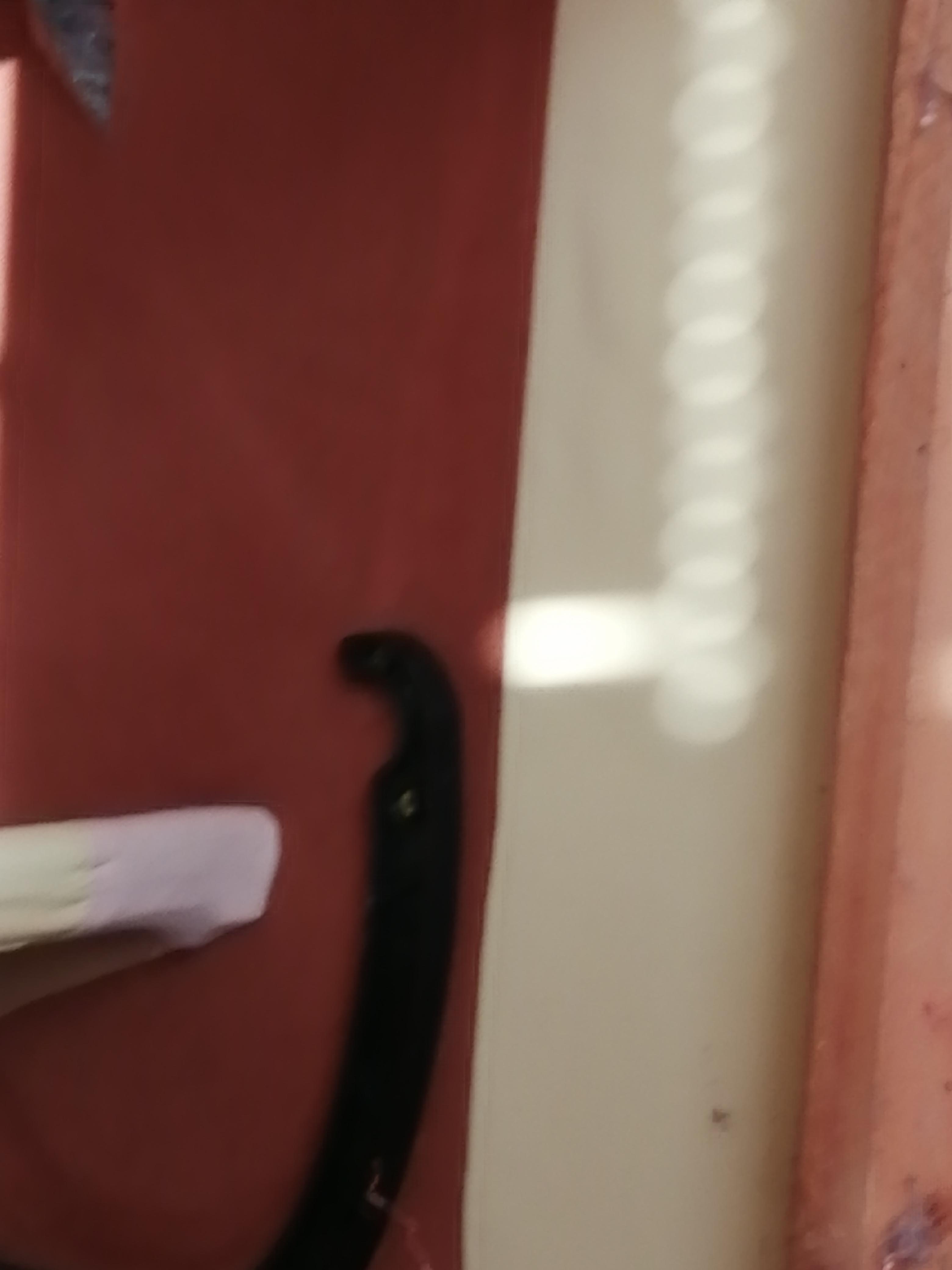 Its penis | Scrolller