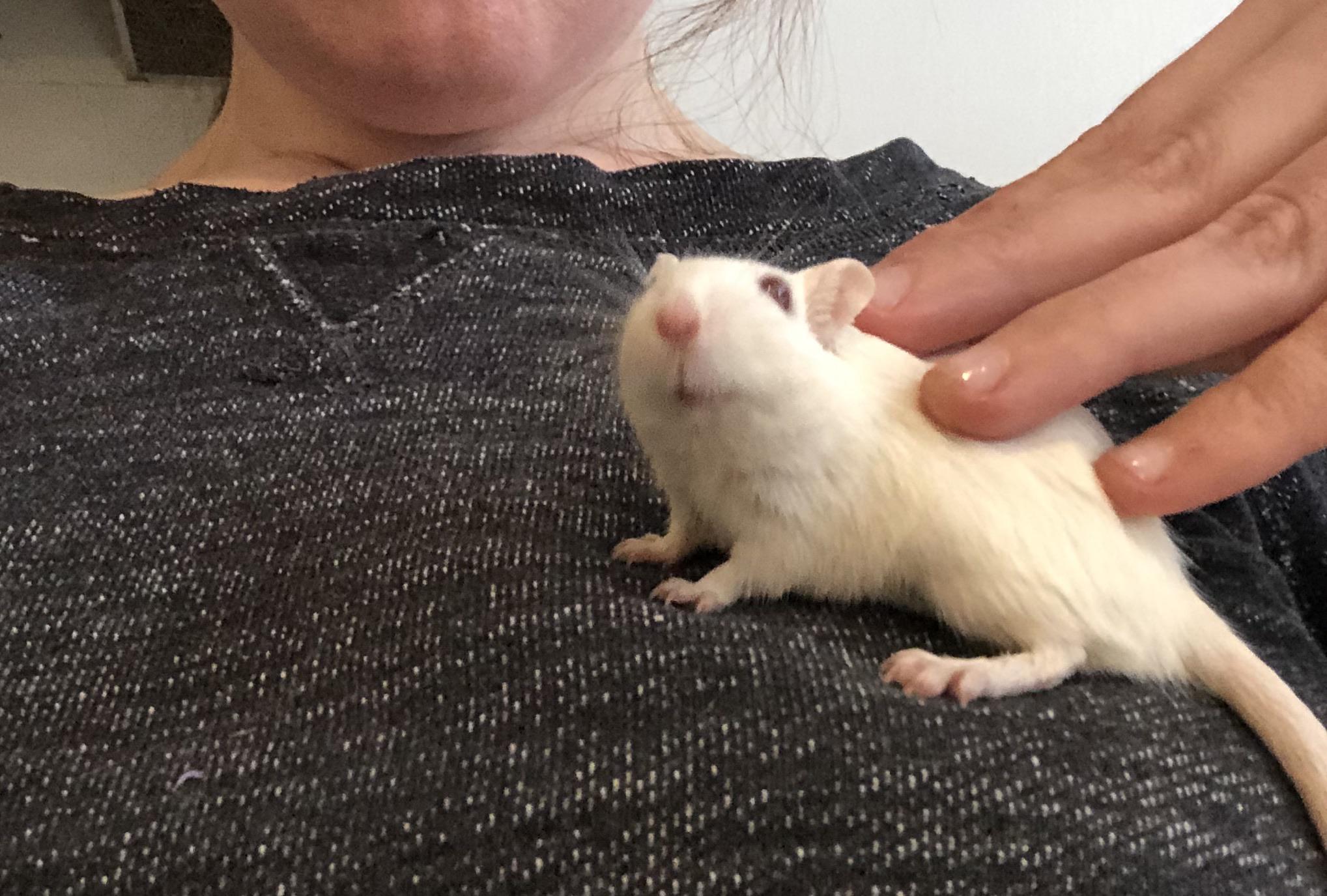 Izzy Says Hello Stay Safe Scrolller